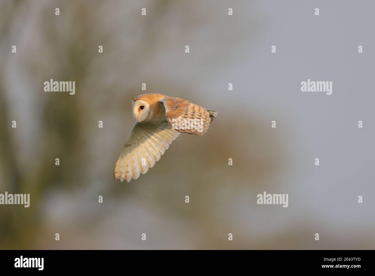 The barn owl is the most widely distributed species of owl in the world ...