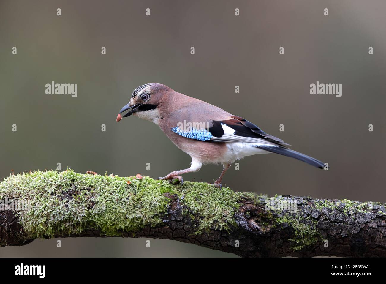 The Eurasian jay is a species of bird occurring over a vast region from ...