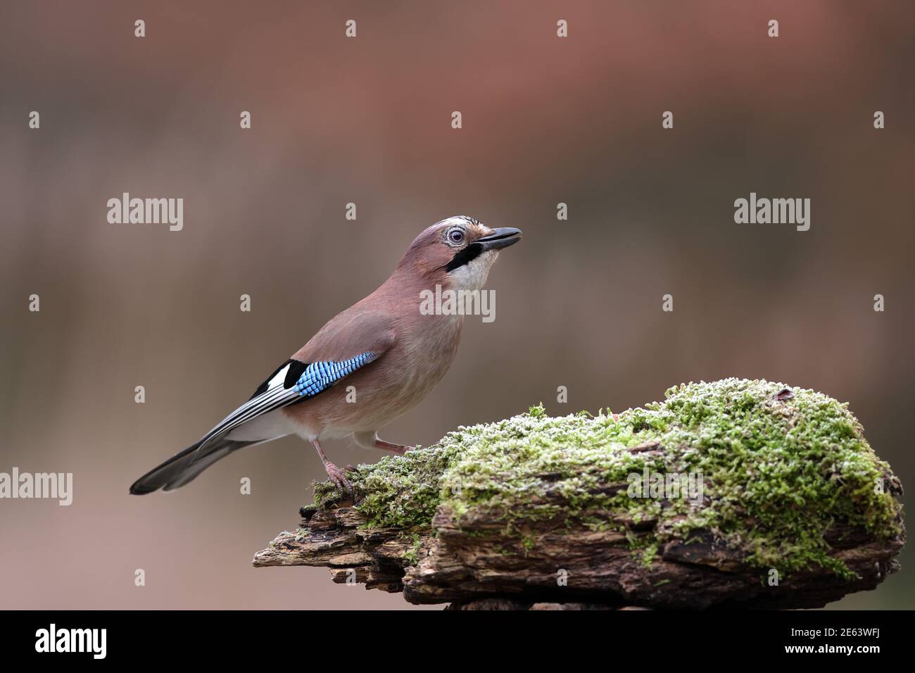 The Eurasian jay is a species of bird occurring over a vast region from ...