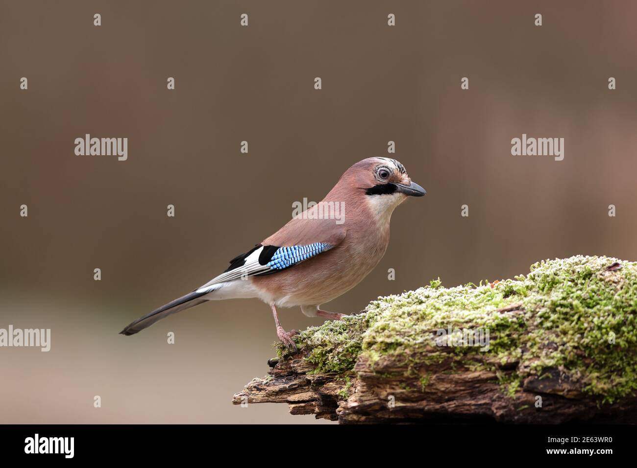Indian blue jay hi-res stock photography and images - Alamy