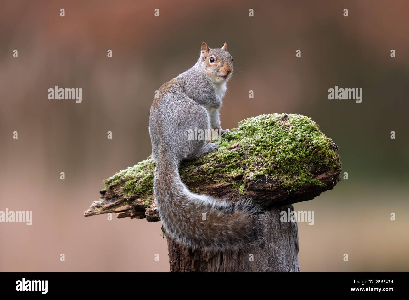 The eastern gray squirrel, also known as the grey squirrel depending on ...
