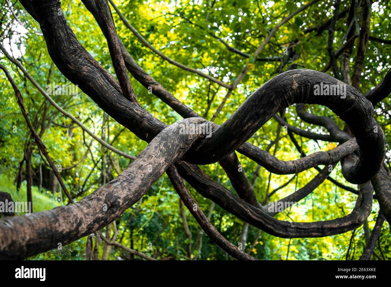 Old jungle twisted tree vine in Western Ghats, Maharashtra, India Stock ...