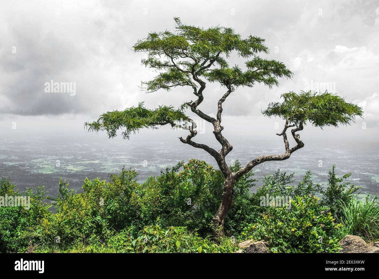 Lonely tropicaltree in the valley of Nelliyampathy hills, Kerala ...