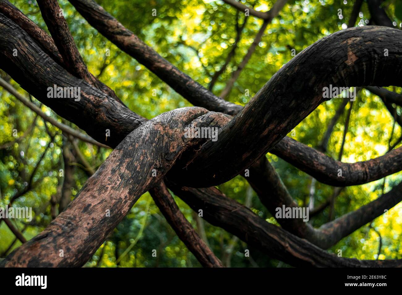 Old jungle twisted tree vine in Western Ghats, Maharashtra, India Stock ...