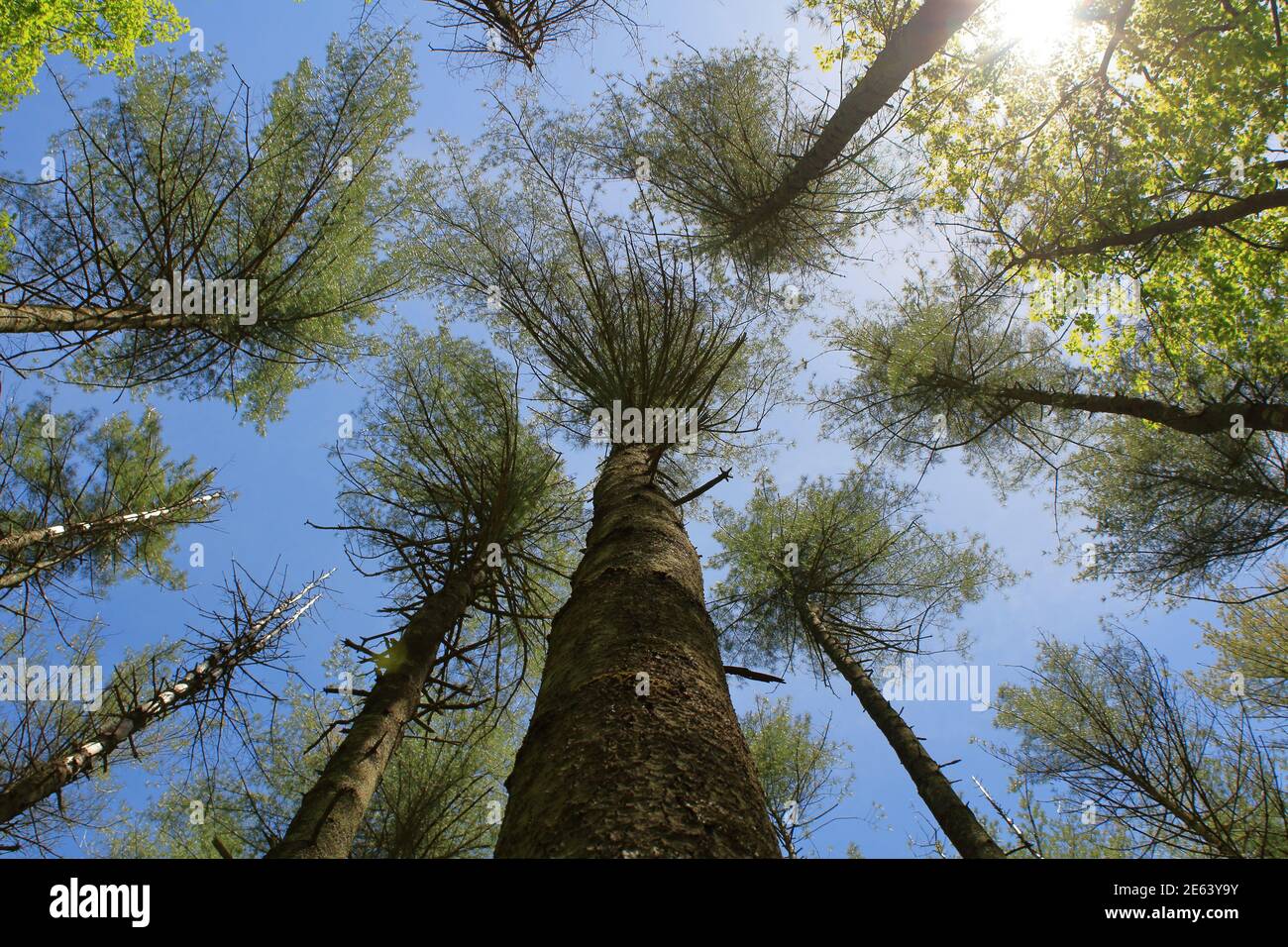 Gazing up some trees Stock Photo - Alamy
