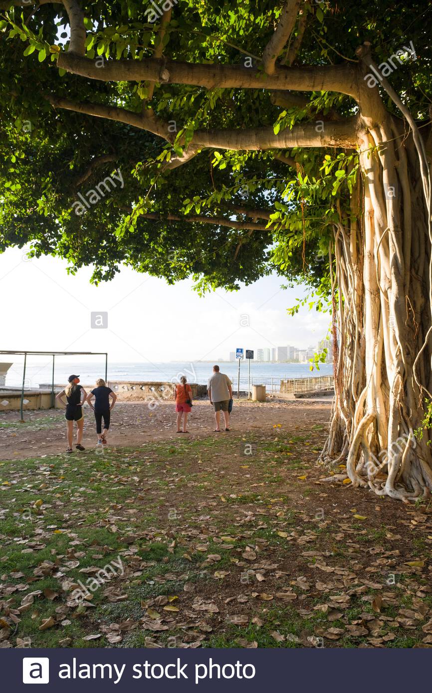 Hanging Roots High Resolution Stock Photography and Images - Alamy