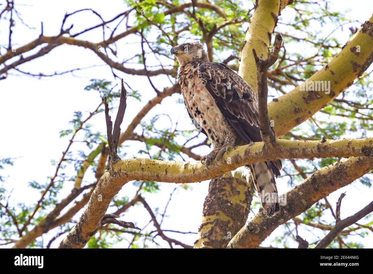 African crowned eagle or crowned hawk-eagle, single bird perched in ...
