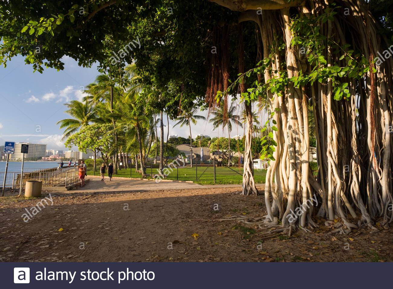 Tree With Hanging Roots High Resolution Stock Photography and Images ...