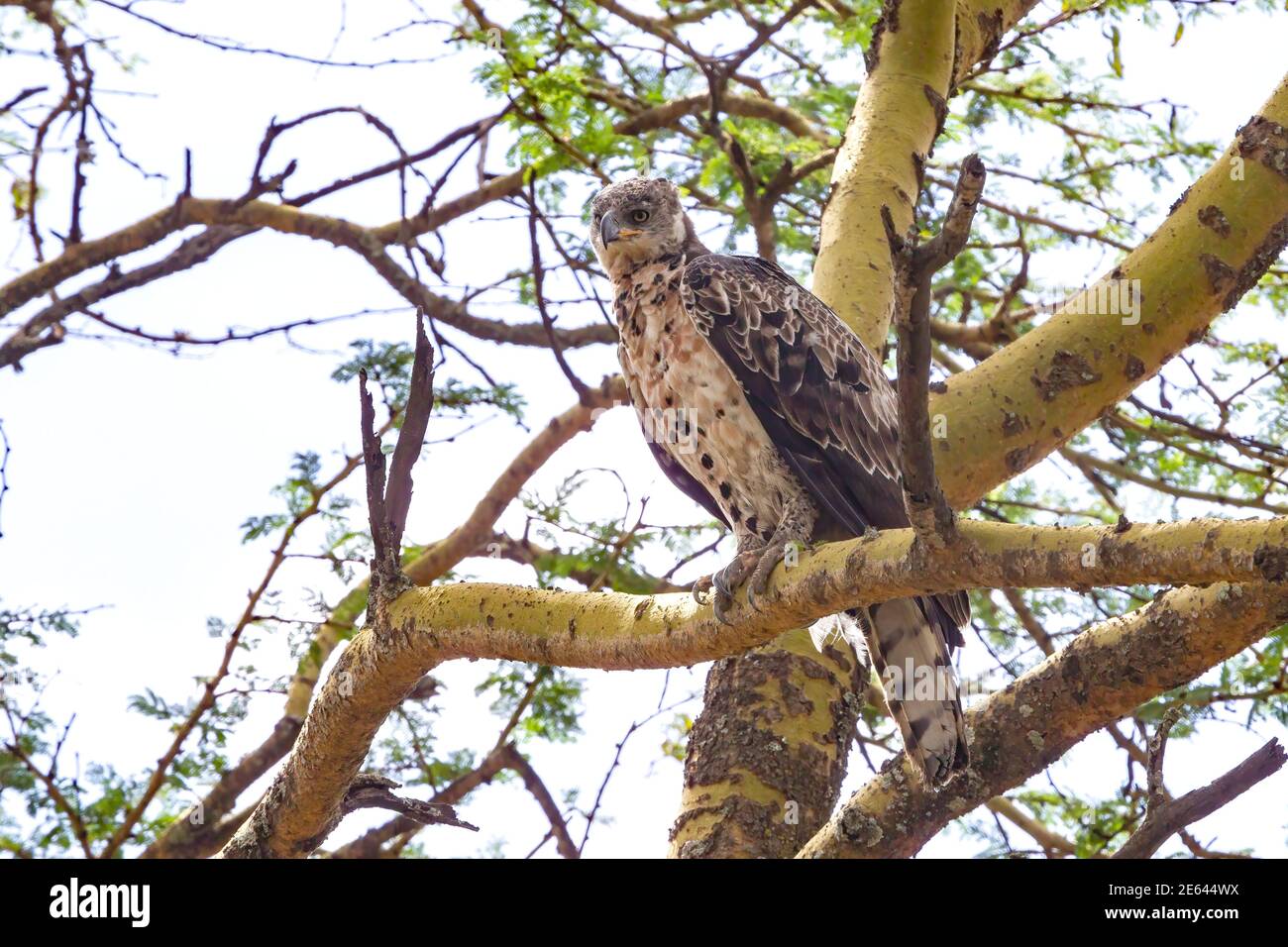 African crowned eagle or crowned hawk-eagle, single bird perched in ...