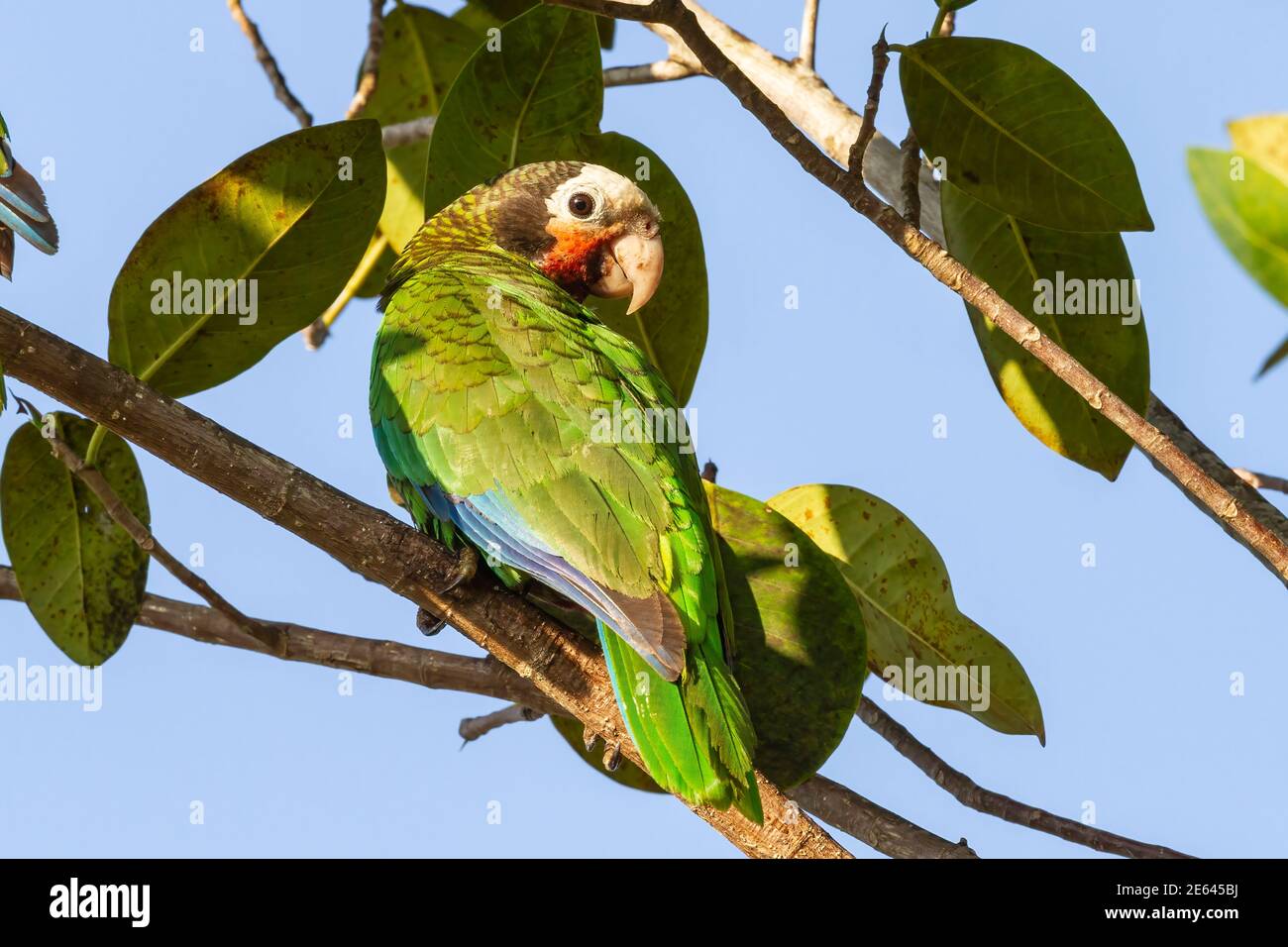 Cuban amazons hi-res stock photography and images - Alamy