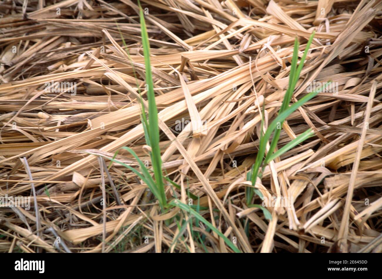 Cane shoots hi-res stock photography and images - Alamy