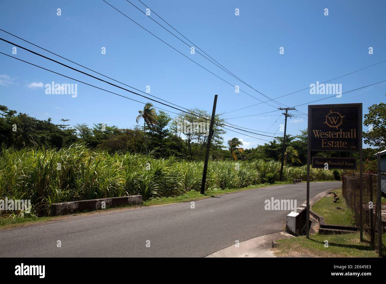 field of sugar cane westerhall estate and rum distillery south east ...