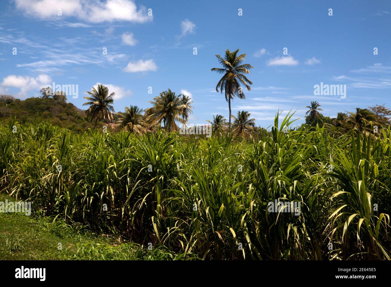 field of sugar cane westerhall estate and rum distillery south east ...