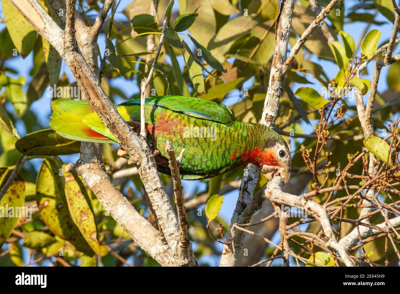 Cuban Amazon Or Red Throated Parrot Amazona Leucocephala Adult Perched In Tree Cuba Stock