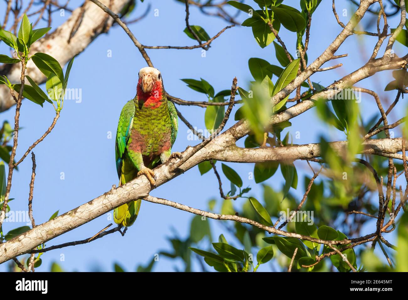 Cuban amazons hi-res stock photography and images - Alamy
