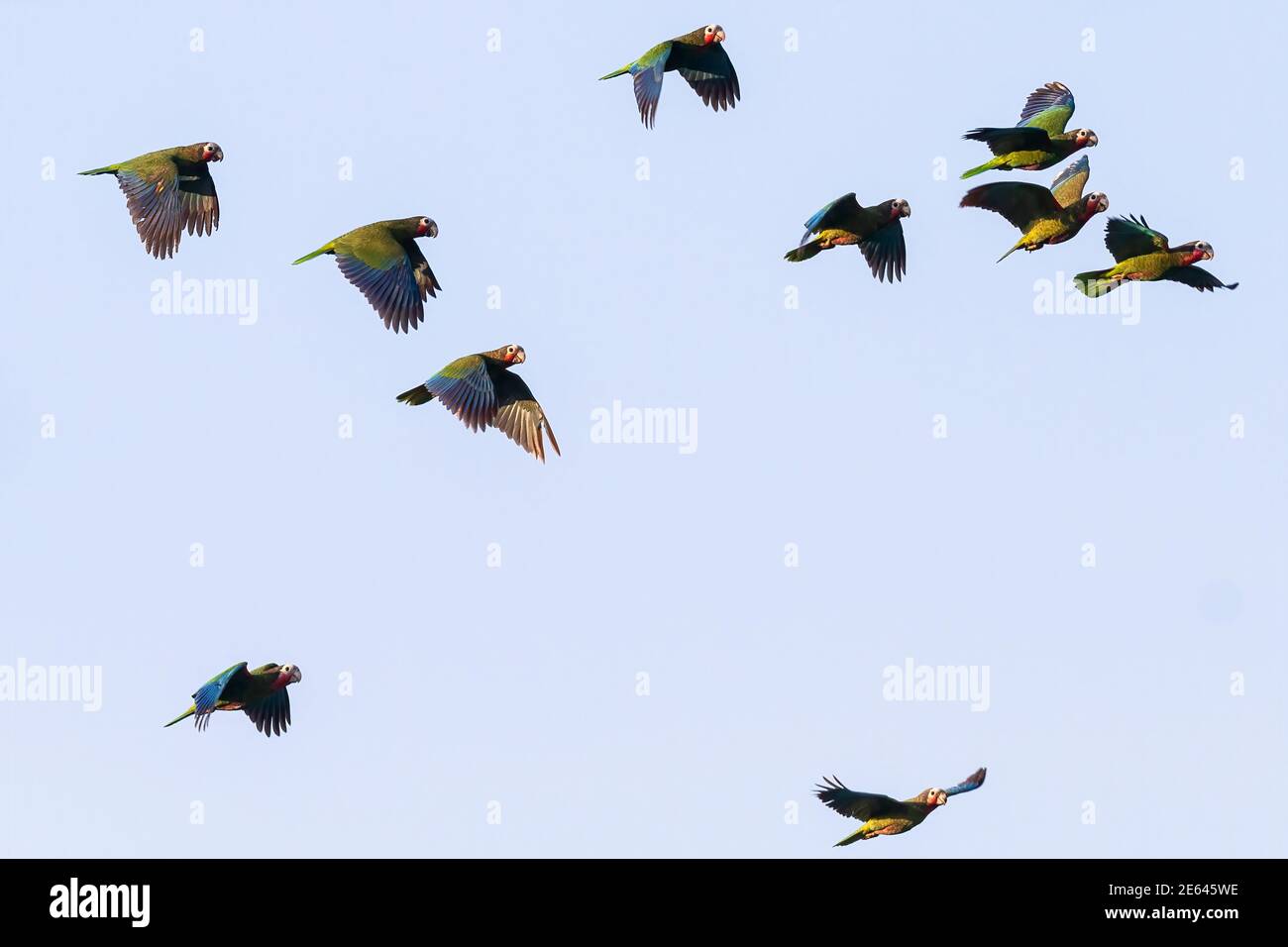 Cuban amazon or red-throated parrot, Amazona leucocephala, flock of ...