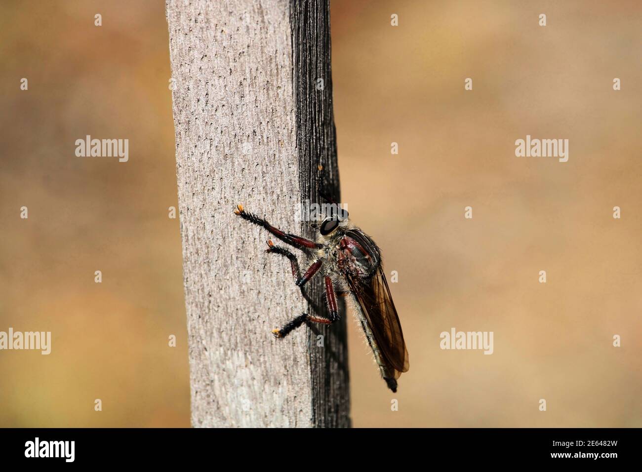 Neoaratus hercules hi-res stock photography and images - Alamy