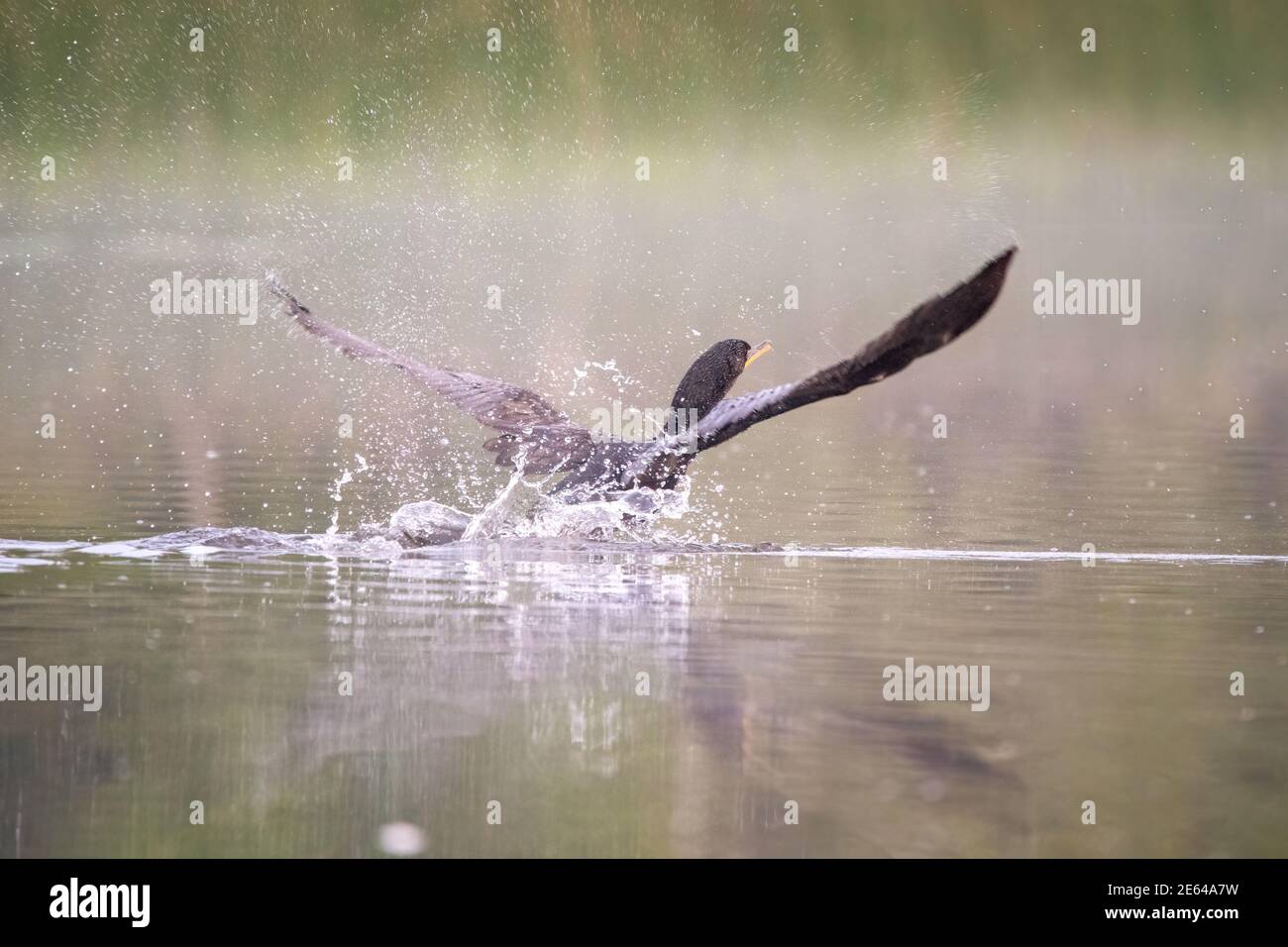 cormorant taking off Stock Photo - Alamy