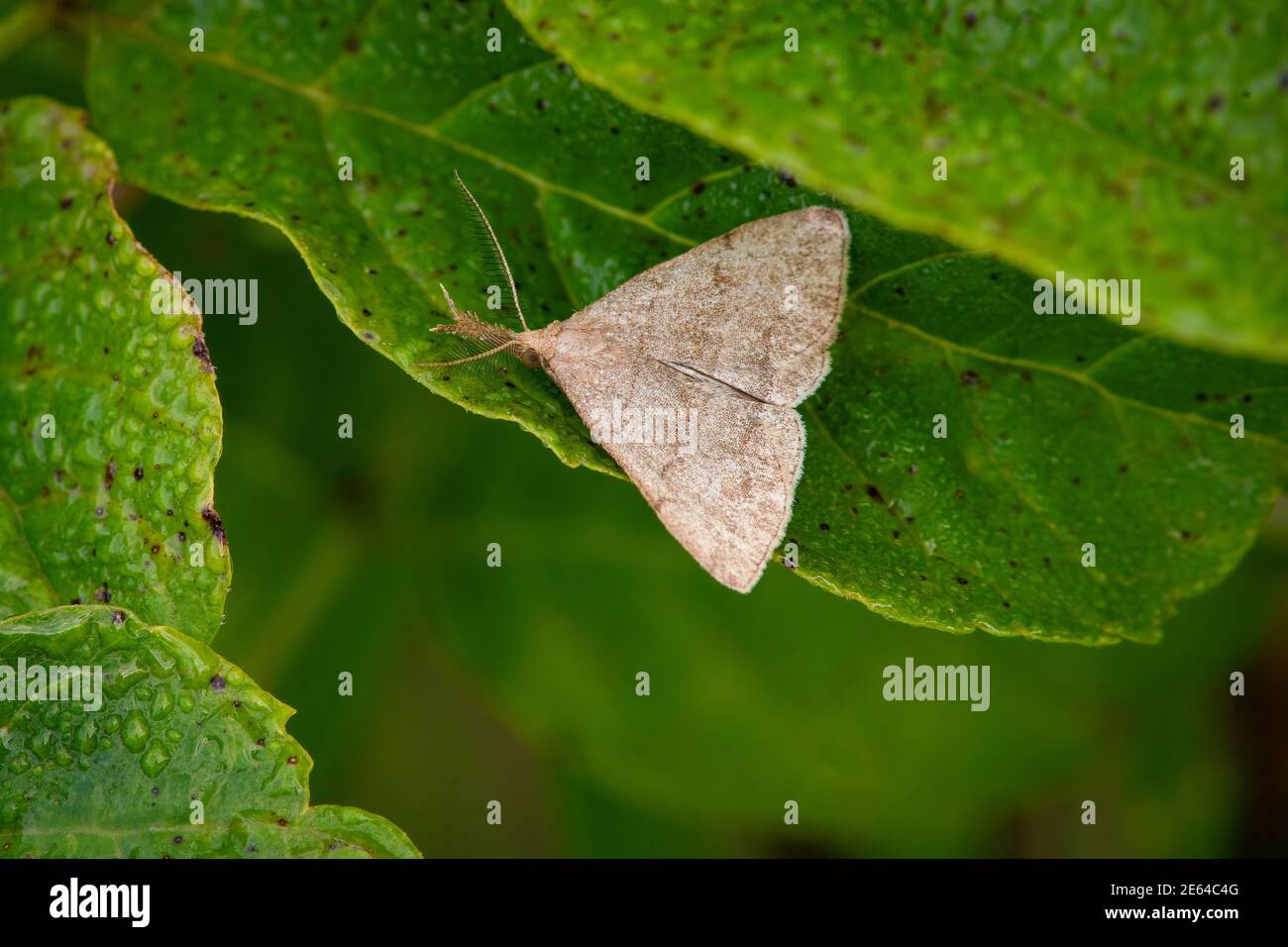 Morning moth hi-res stock photography and images - Alamy
