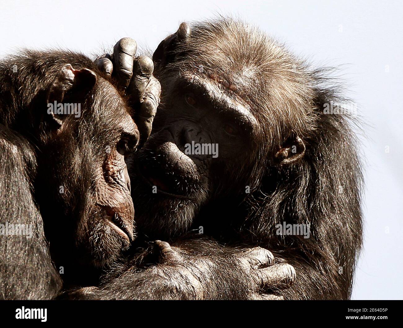 New chimpanzees hi-res stock photography and images - Alamy