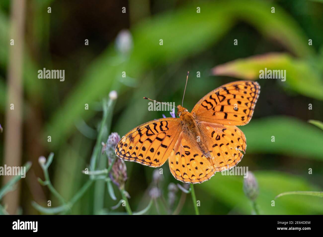 Great spangled fritillary hi-res stock photography and images - Alamy