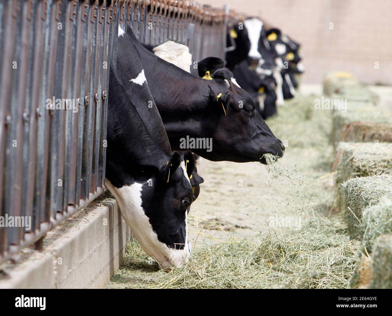 Spongiform encephalopathy hi-res stock photography and images - Alamy