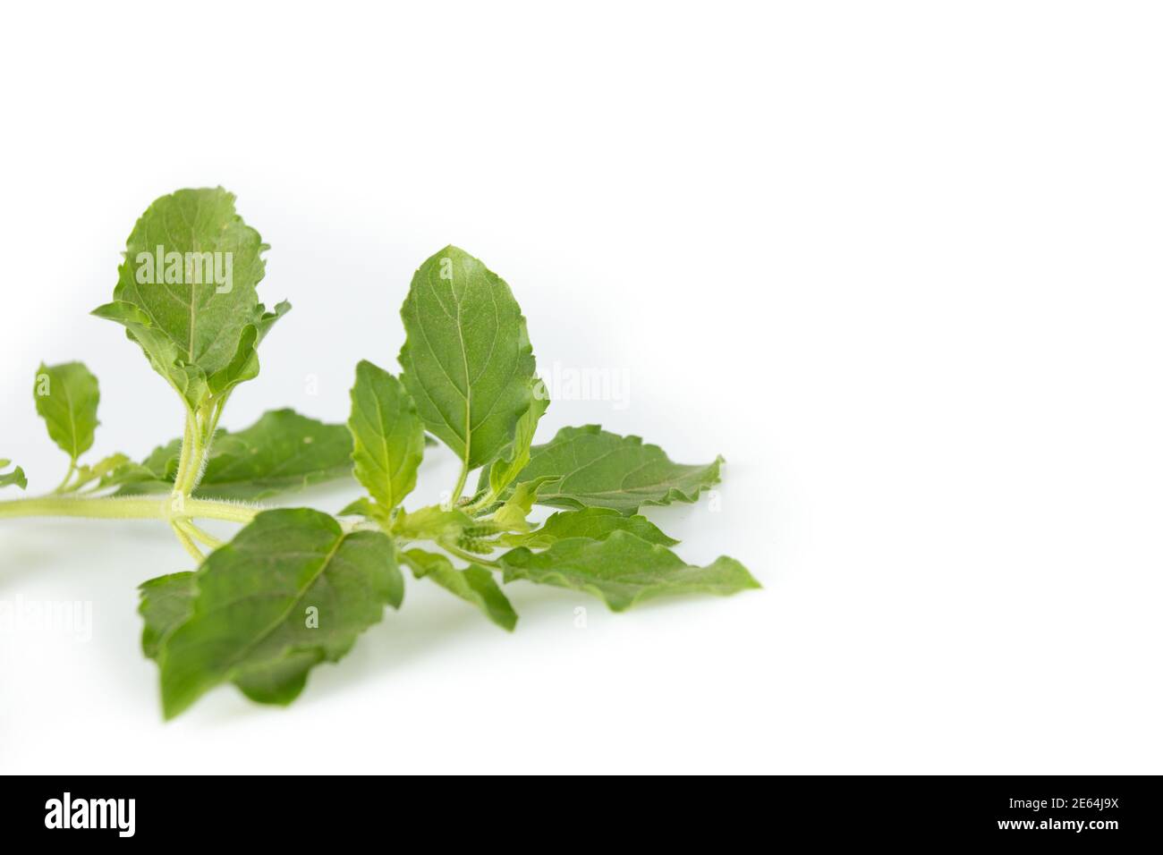 Natural holy basil leaves for spicy food, Isolated on white Stock Photo ...