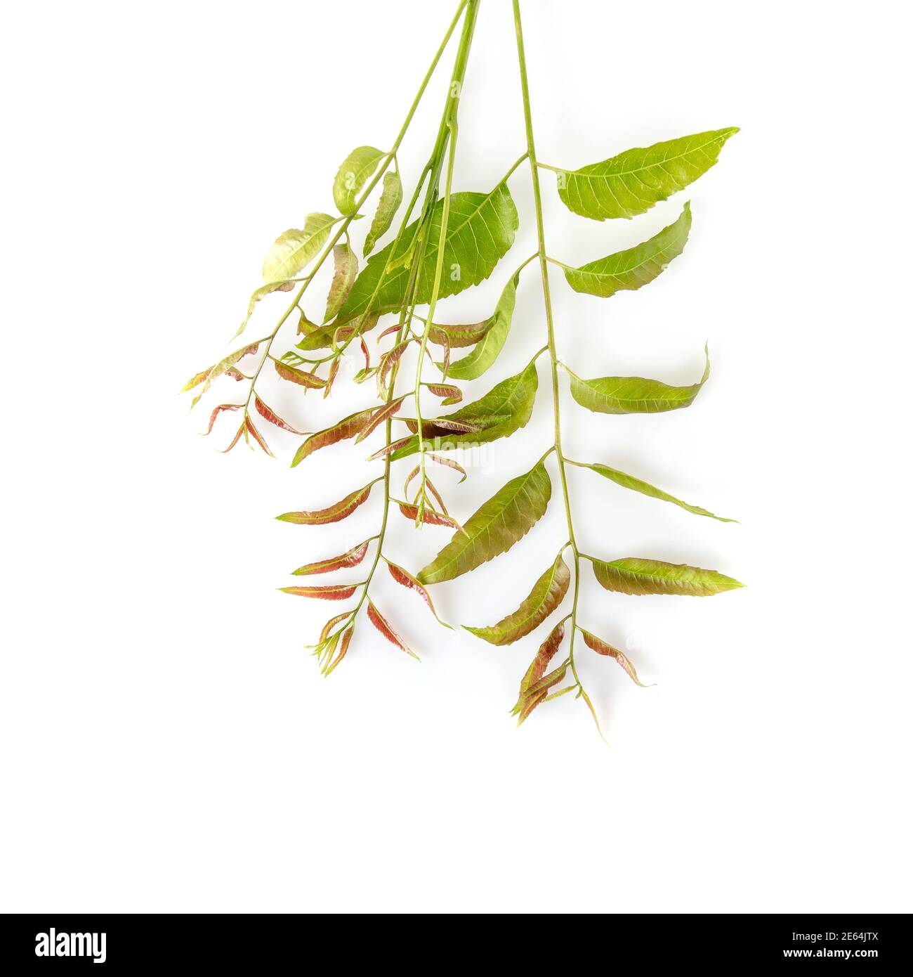 Neem leaves used as ayurvedic medicine with ground paste over white ...