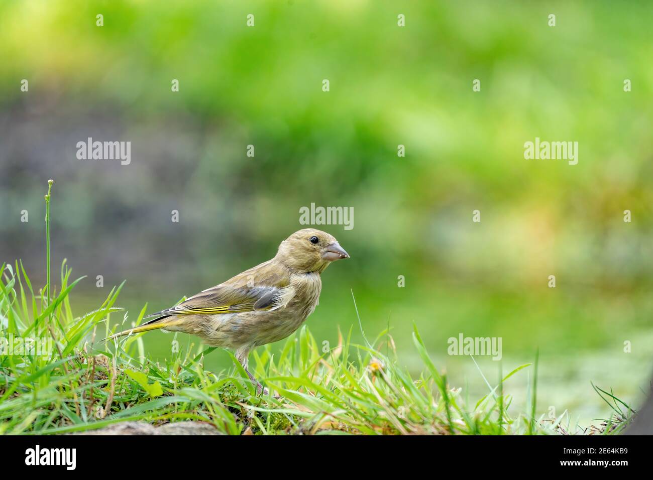 Green Finches High Resolution Stock Photography and Images - Alamy