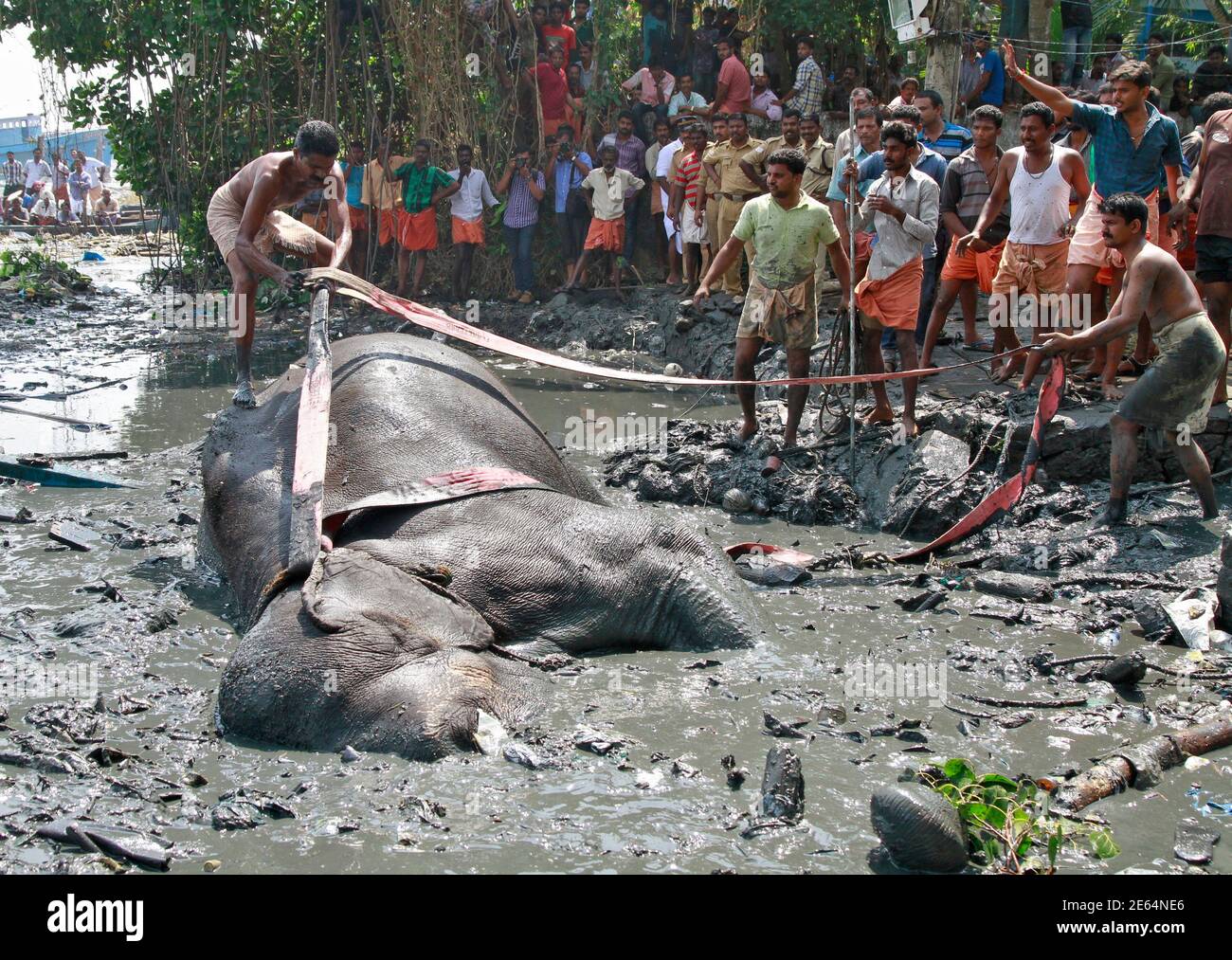 Marshy animals hi-res stock photography and images - Alamy