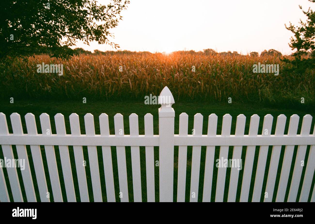 The sun rises behind a farm field of corn bordered by a white picket ...