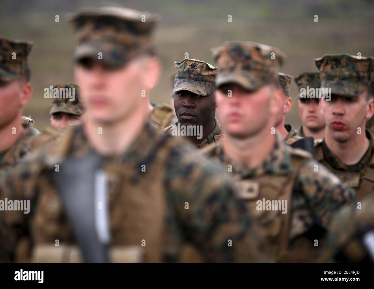 Platinum lion 15 hi-res stock photography and images - Alamy