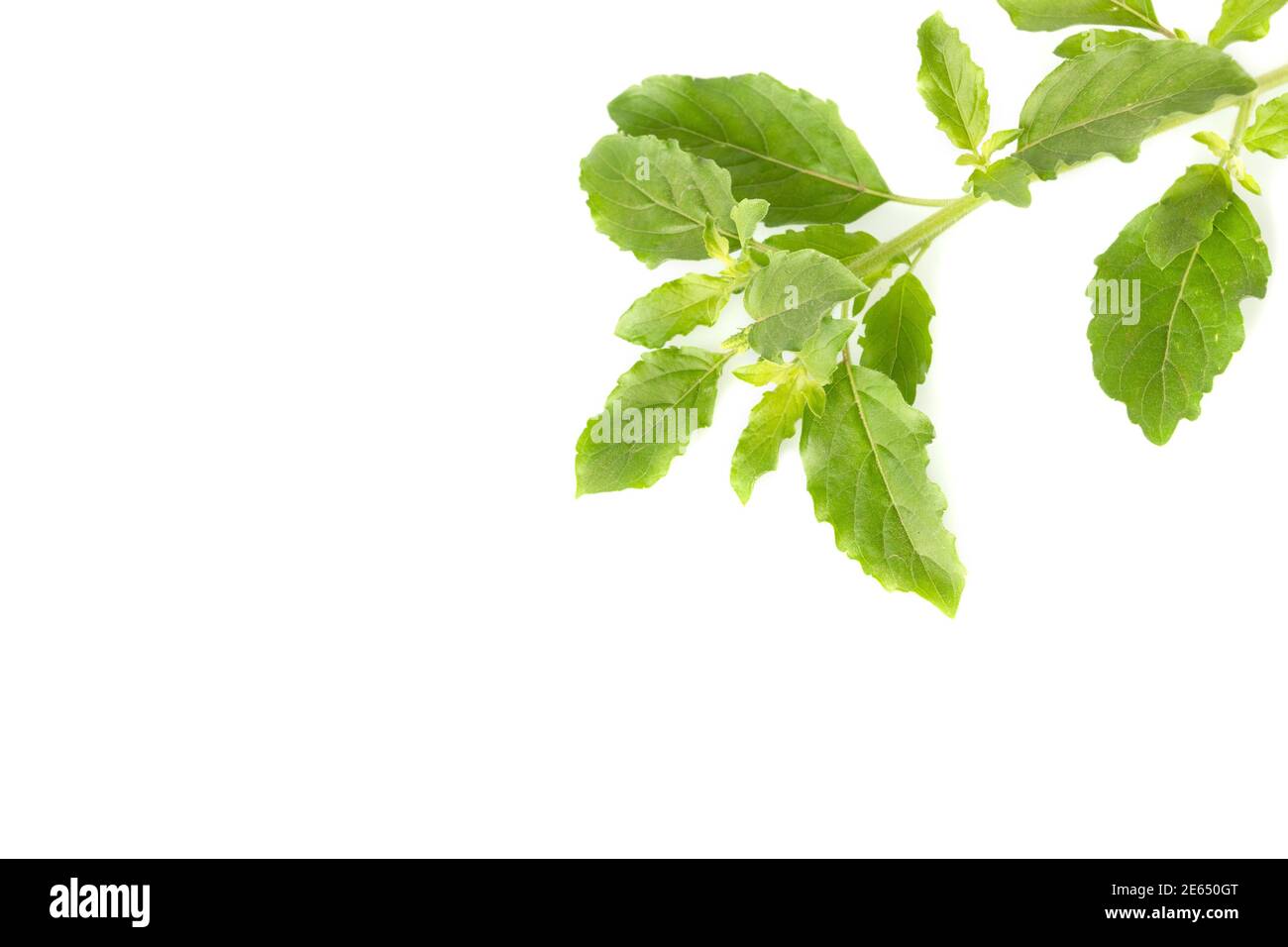 Natural holy basil leaves for spicy food, Isolated on white Stock Photo ...