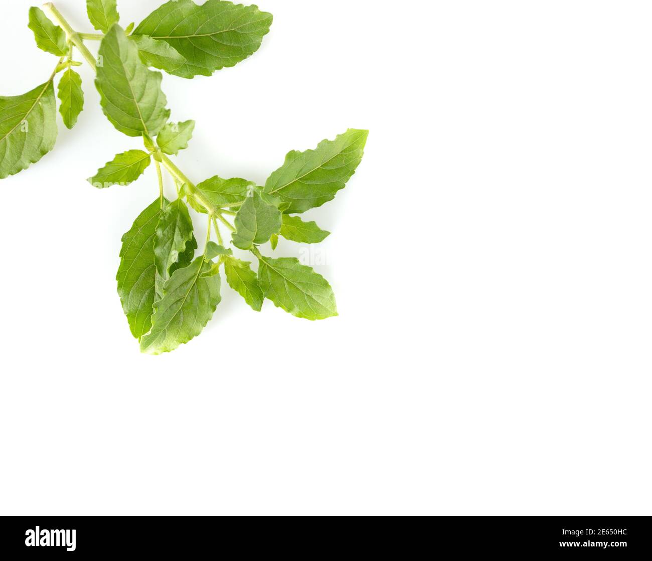Natural holy basil leaves for spicy food, Isolated on white Stock Photo ...