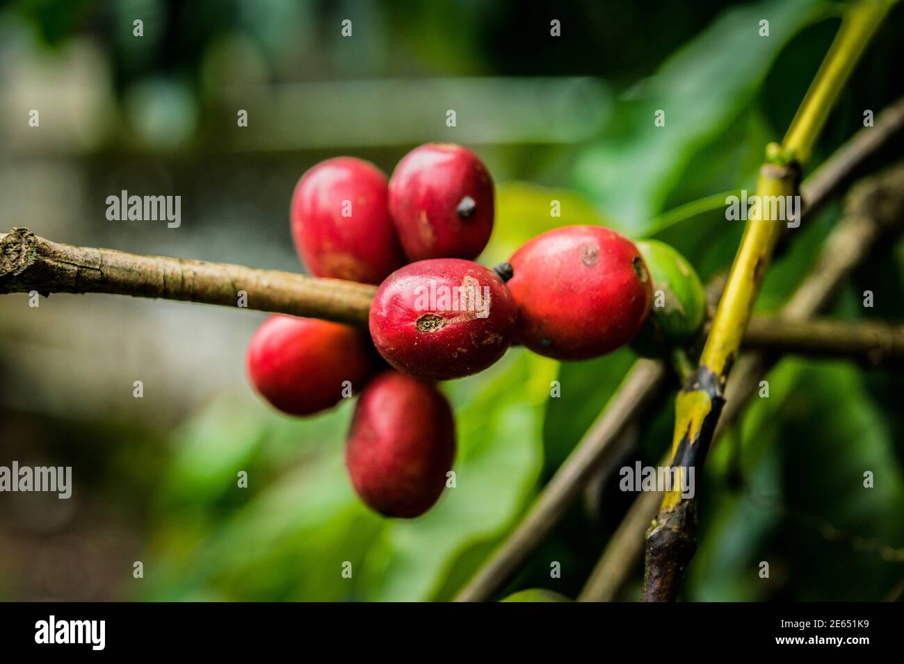Kerala cherry tree hi-res stock photography and images - Alamy