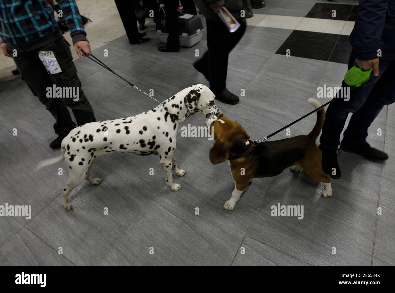 Various dog breeds hi-res stock photography and images - Alamy