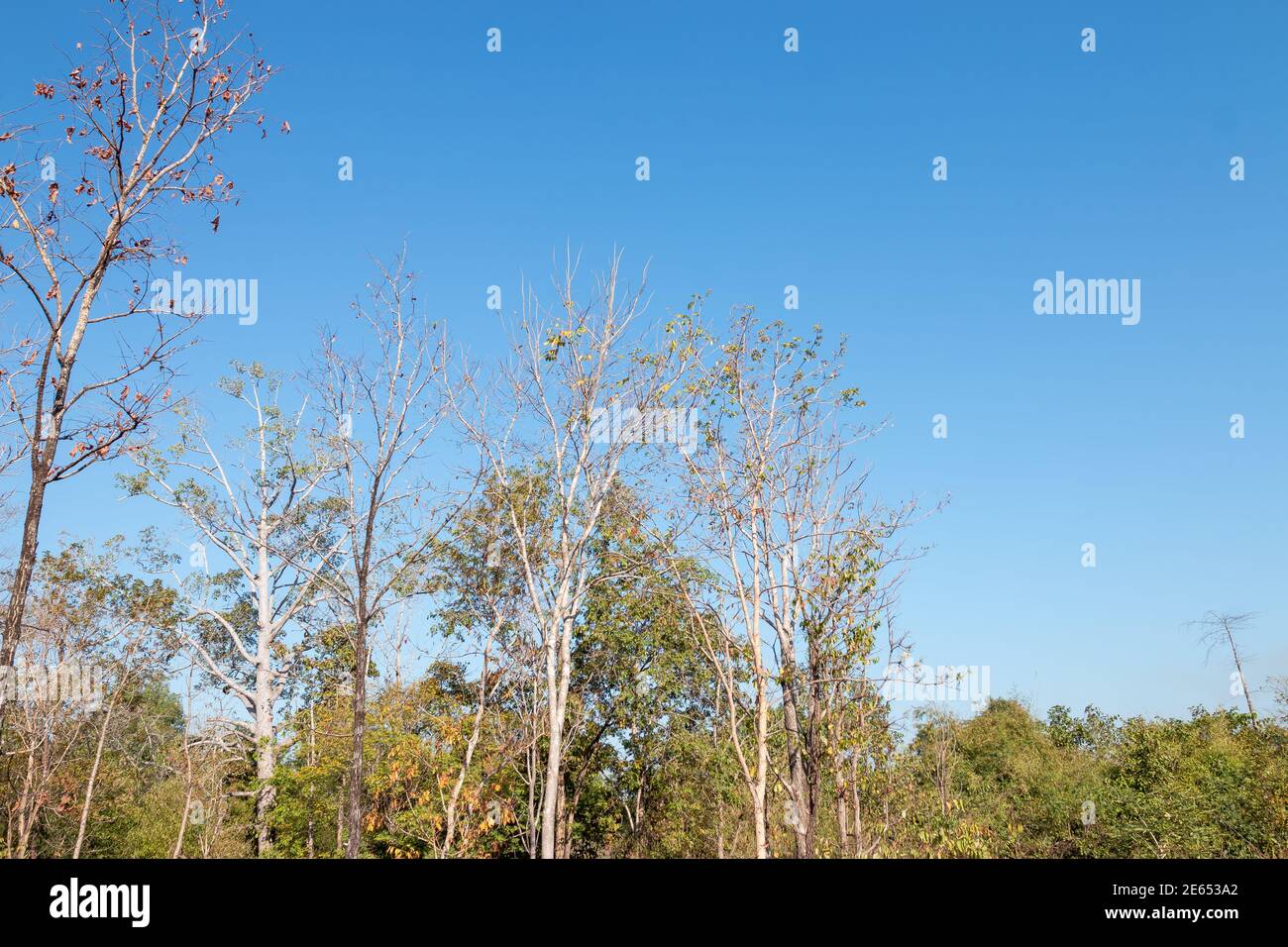 A tree without leaves on a clear blue sky Stock Photo - Alamy