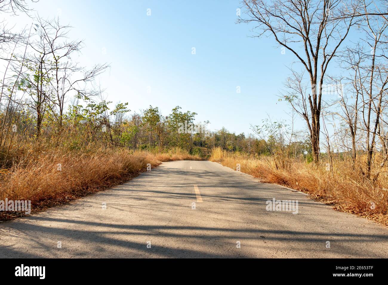 Trees without leaves green on hi-res stock photography and images - Alamy