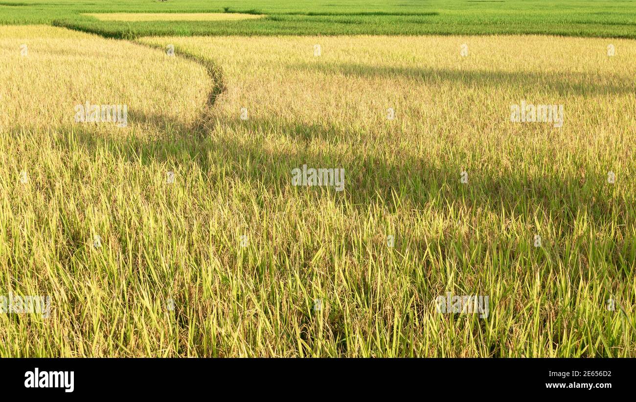 Beautiful rice fields yellow and green in Thailand Stock Photo - Alamy