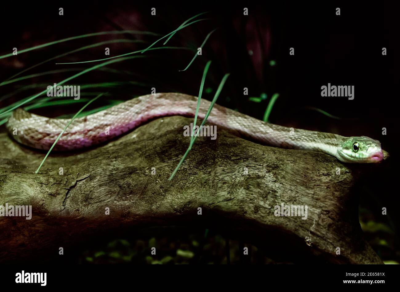 Common rat snake hi-res stock photography and images - Alamy