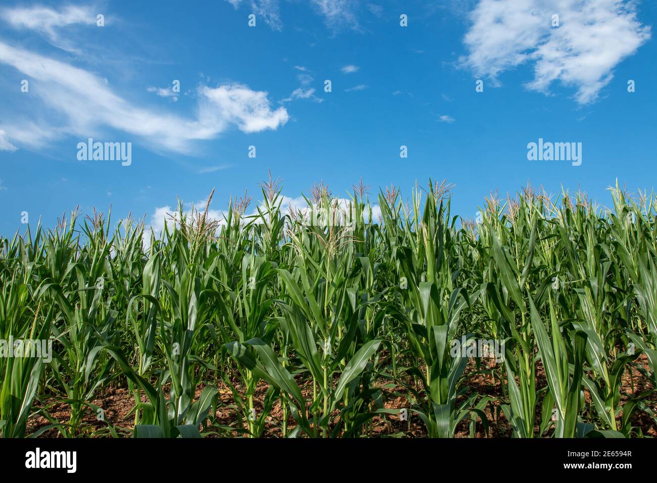 Orchard exploration hi-res stock photography and images - Alamy