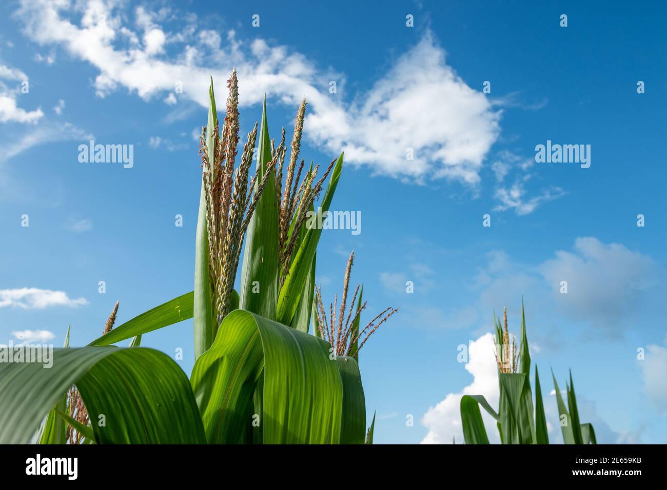 Orchard exploration hi-res stock photography and images - Alamy