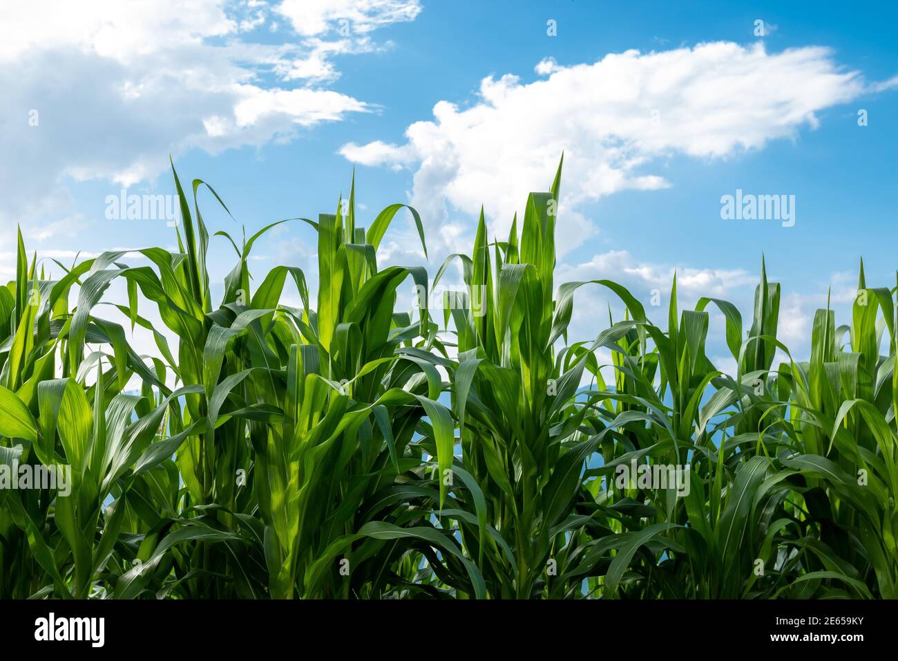 Orchard exploration hi-res stock photography and images - Alamy