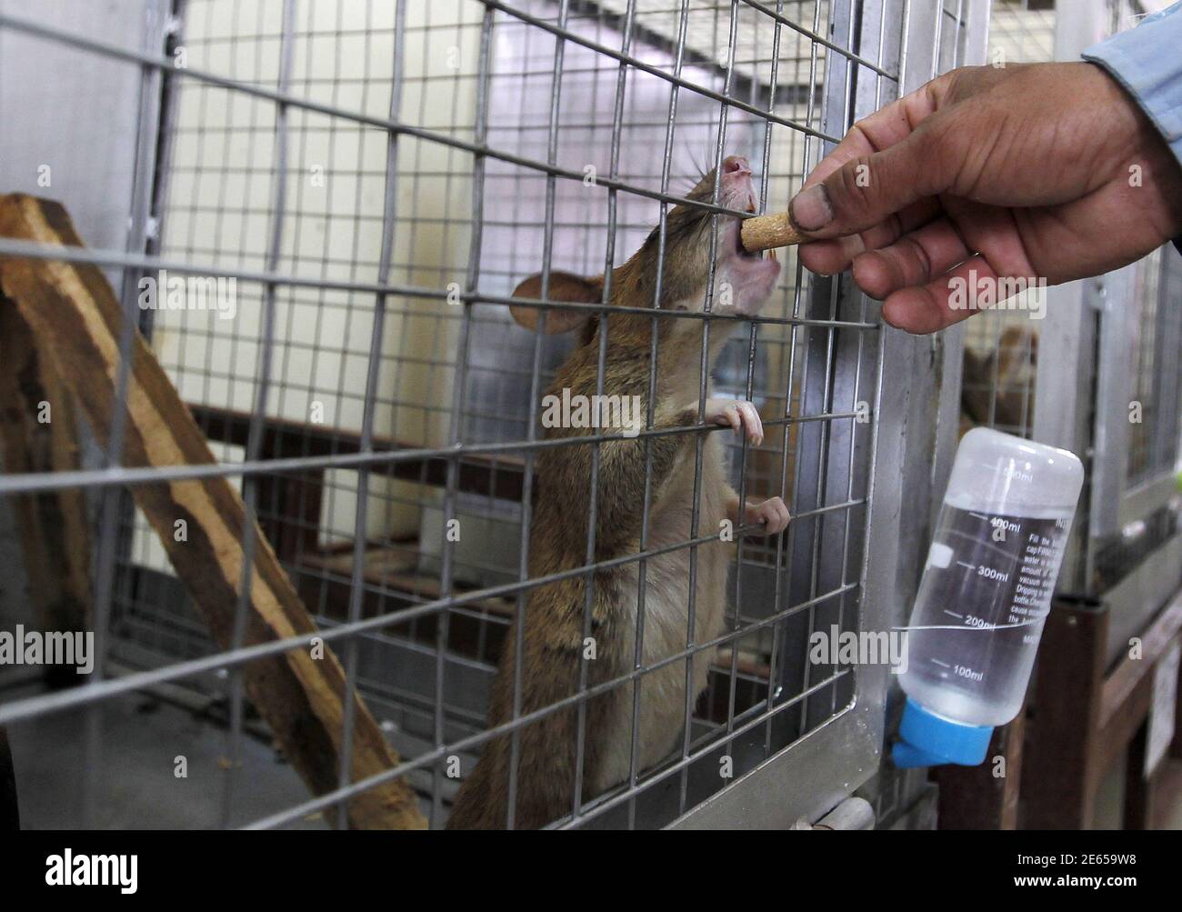 Rat training hi-res stock photography and images - Alamy