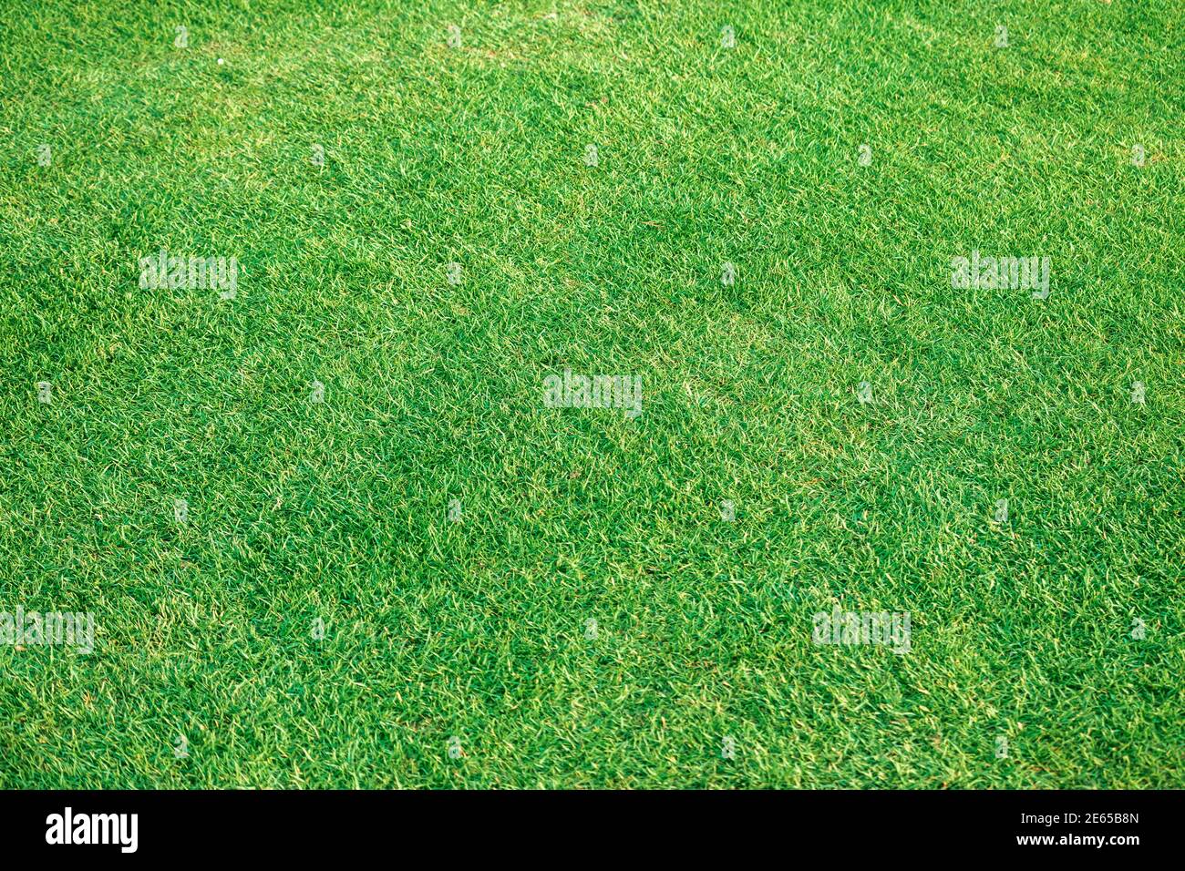 Beautiful green lawn For use as a natural background or sports ground ...