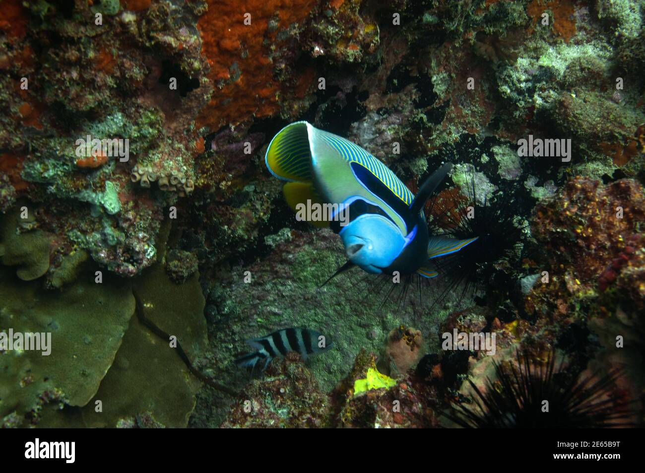 Imperator Imperial Fish High Resolution Stock Photography and Images ...