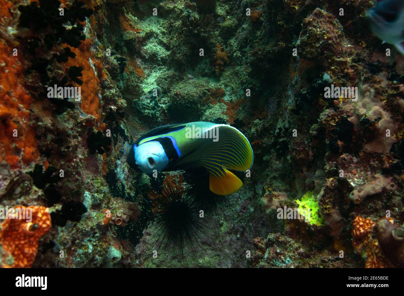 Imperator imperial fish hi-res stock photography and images - Alamy