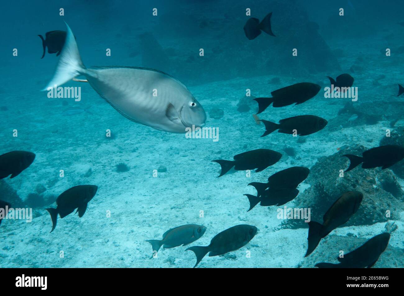 Tropical fish on the sea bed. Sleek Unicornfis (AquaInfoNaso ...