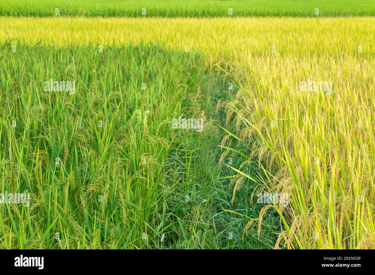 Beautiful rice fields yellow and green in Thailand Stock Photo - Alamy