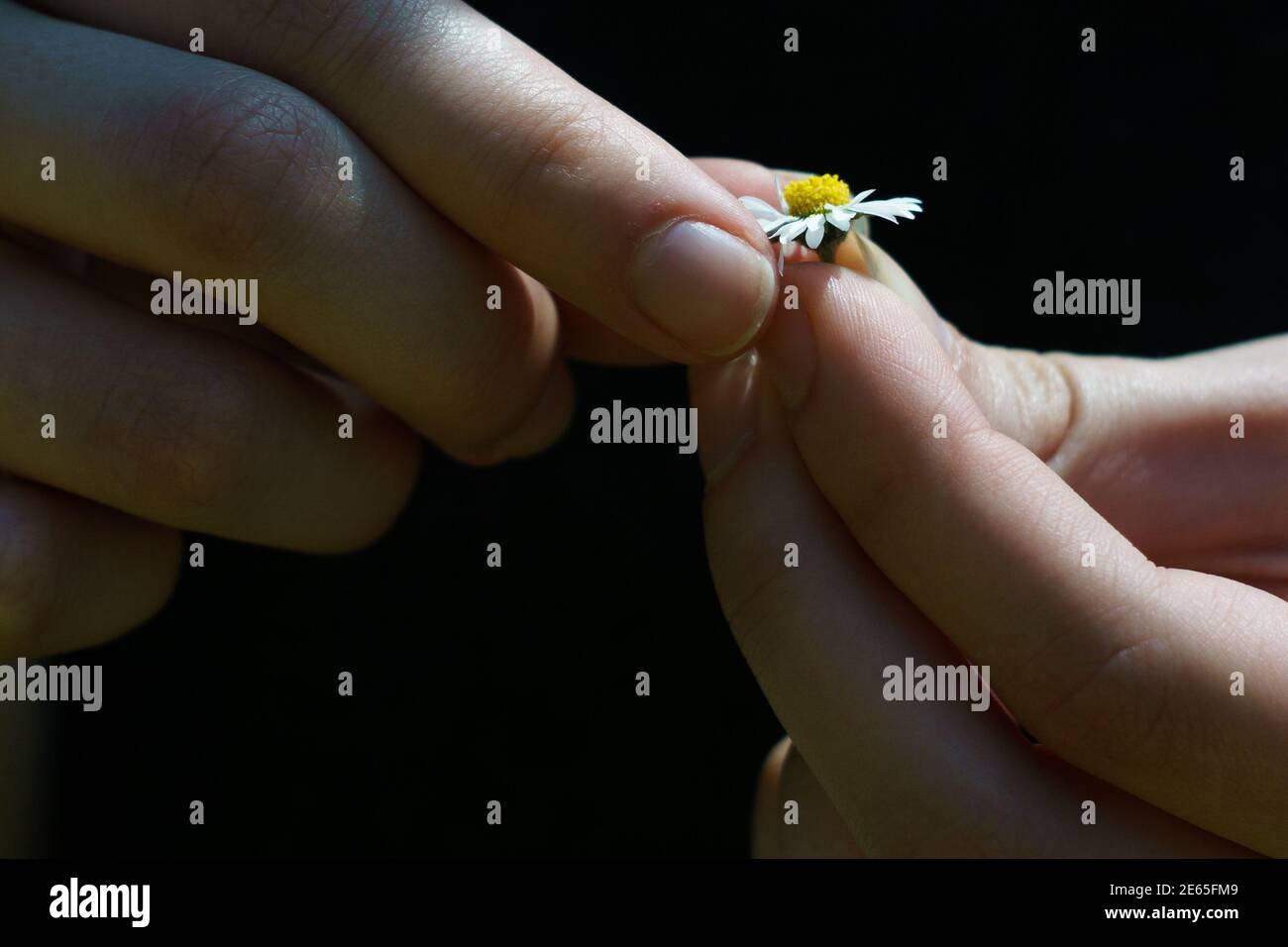 Hand plucking petal daisy hi-res stock photography and images - Alamy